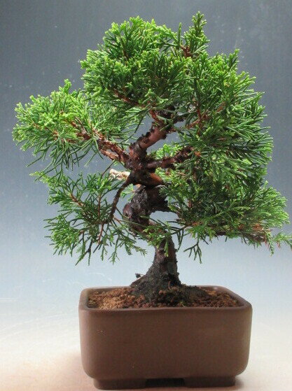 【写真撮影】　2025/9/8 ＊お届けする時期により商品の状態は変わります。 あらかじめご了承下さい。 ●サイズ 【写真撮影時】 　約H23cm×W20cm×13cm ＊鉢の大きさ（H5.5cm）はこのサイズには含まれません。 ●幹の太さ...