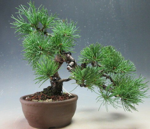 【写真撮影】　2025/9/13 ＊お届けする時期により商品の状態は異なります。 あらかじめご了承下さい。 ●サイズ 【写真撮影時】 　約H18cm×W26cm×D22cm ＊鉢の大きさ（H5.5cm）はこのサイズには含まれません。 ●幹の...