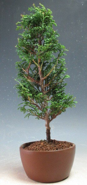 挿木5年生 【写真撮影】2025/10/28 ＊お届けする時期により商品の状態は掲載と異なる場合がございます。 ●商品に含まれるもの 　津山ヒノキ 　鉢（日本製） ●サイズ 【写真撮影時】 　約H23cm×W10cm×D8cm ＊鉢の大きさ...