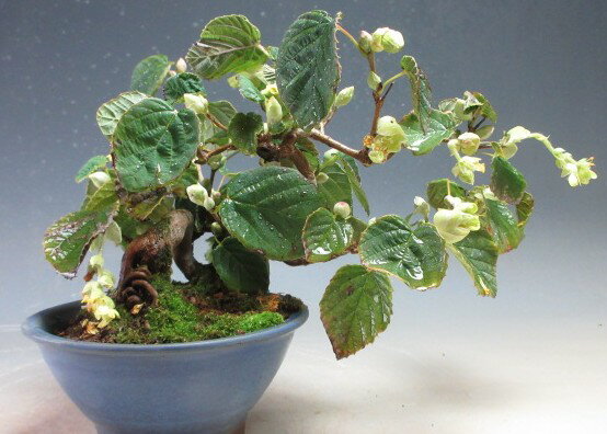 【写真撮影】2025/10/30 挿木12年生 現在、落葉前ですが開花が始まってきました。（10/30現在） ＊お届けする時期により商品の状態は異なります。 あらかじめご了承下さい。 ●サイズ 【写真撮影時】 　約H13cm×W25cm×D...