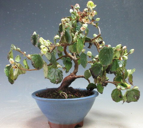 【写真撮影】2025/10/30 挿木12年生 現在、落葉前ですが開花が始まってきました。（10/30現在） ＊お届けする時期により商品の状態は異なります。 あらかじめご了承下さい。 ●サイズ 【写真撮影時】 　約H17cm×W27cm×D...