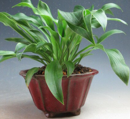 【写真撮影】2025/10/31 現在、葉が茂っております。(10/31現在） 11月以降冬枯れします。 ＊この商品はお届けする時期により 植物の状態が変わります。あらかじめご了承下さい。 ●商品に含まれる物 　乙女ギウボシ 　鉢（中国製）...