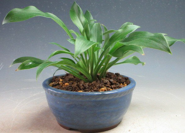 【写真撮影】2025/10/31 現在、新芽が出てきました。(4/7現在） 11月以降冬枯れします。 ＊この商品はお届けする時期により 植物の状態が変わります。あらかじめご了承下さい。 ●商品に含まれる物 　乙女ギウボシ 　鉢（日本製）　 ...