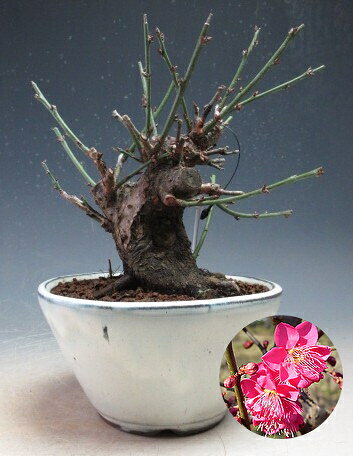 【写真撮影】2025/11/21 現在、花芽が付いております。(11/21現在） ＊お届けする時期により商品の状態が異なります。 あらかじめご了承ください。 ●サイズ 【写真撮影時】 　約H16cm×W18cm×D16cm　 　幹（直径）約...