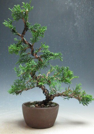 【写真撮影】　2025/11/21 ＊お届けする時期により商品の状態は変わります。 あらかじめご了承下さい。 ●サイズ 【写真撮影時】 　約H22cm×W23cm×D18cm ＊鉢の大きさ（H5.5cm）はこのサイズには含まれません。 ●幹...