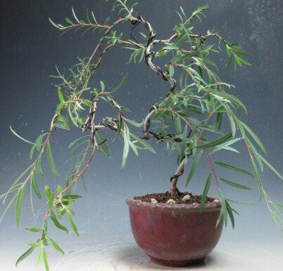 【写真撮影】　2025/11/25 現在、葉が出そろい枝に針金をかけました。（11/25現在） 今年は落葉が遅れております。 葉は4月頃より出て参ります。 11月以降は落葉してのお届けとなります。 ＊お届けする時期により商品の状態は異なりま...