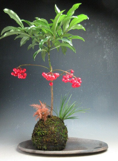 【写真撮影】2025/12/12 現在、実が色付いております。（12/12現在） ＊お届けする時期により商品の状態は異なります。 あらかじめご了承下さい。 ●商品に含まれる物 　万両 　黄金シダ、石昌、苔 ＊苔の状態は季節により異なります。...