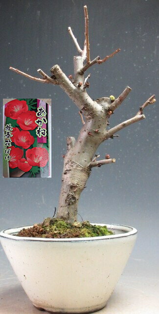 【写真撮影】2025/12/13 現在、花芽が確認出来ております。(12/13現在） ＊この商品はお届けする時期により 　植物の状態が異なります。 ●サイズ 【写真撮影時】 　約H23cm×W13cm×D13cm ＊鉢の大きさ（H7.5cm...