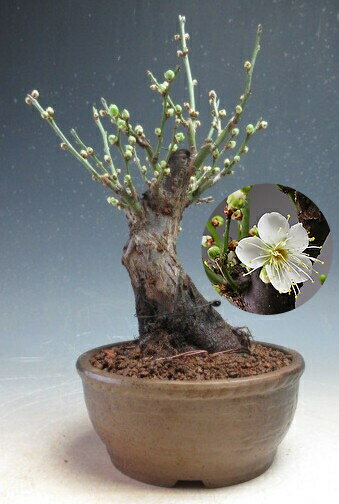 【写真撮影】2025/12/15 現在、花芽が付いております。（12/15） ＊お届けする時期により商品の状態はことなります。 ●サイズ 【写真撮影時】 　約H20cm×W14cm×D13cm　 ＊鉢の大きさ（約H5cm）はこのサイズには含...