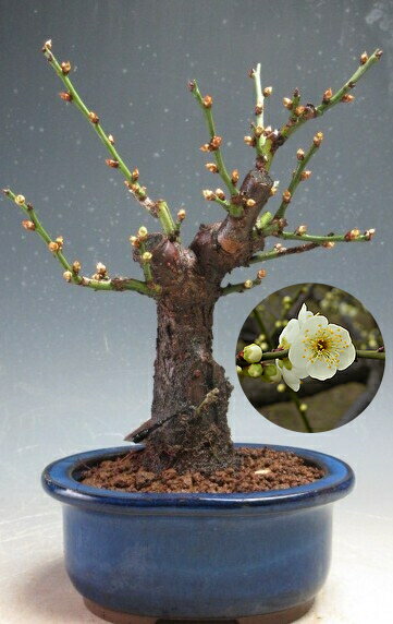 接木6年生 現在、花芽が付いております。（12/16） ＊お届けする時期により商品の状態が異なります。 あらかじめご了承ください。 ●サイズ 【写真撮影時】 　約H18cm×W13cm×11cm　 ＊鉢の深さ（H5.5cm）はこのサイズには...