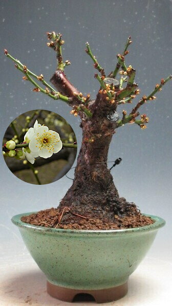 接木6年生 現在、花芽が付いております。（12/16） ＊お届けする時期により商品の状態が異なります。 あらかじめご了承ください。 ●サイズ 【開花時】 　約H17cm×W12cm×12cm　 ＊鉢の深さ（H6.5cm）はこのサイズには含ま...