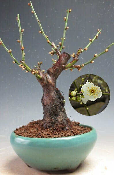 【写真撮影】2025/12/16 現在、花芽が付いております。（12/16） ＊お届けする時期により商品の状態が異なります。 あらかじめご了承ください。 ●サイズ 【開花時】 　約H20cm×W17cm×D14cm　 ＊鉢の深さ（H5.5c...