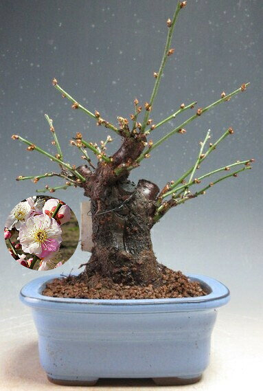 【写真撮影】2025/12/15 現在、花芽が付いております。（12/16現在） ＊お届けする時期により商品の状態はことなります。 あらかじめご了承ください。 ●サイズ 【写真撮影時】 　約H17cm×W17cm×D17cm ＊鉢の高さ（H...