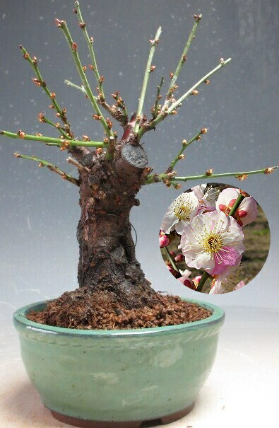 接木6年生。 【写真撮影】2025/12/17 現在、花芽が付いております。（12/17） ＊お届けする時期により商品の状態は異なります。 あらかじめご了承下さい。 ●サイズ 【写真撮影時】 　約H18cm×W17cm×D13cm　 ＊鉢の...