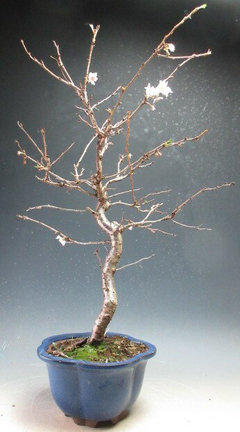 【写真撮影】2025/12/18 現在、開花中です。(12/17) ＊お届けする時期により商品の状態は異なります。 あらかじめご了承下さい。 ●サイズ 【写真撮影時】 　約H47cm×W33cm×D32cm ＊鉢の深さ（H9.5cm）はこの...