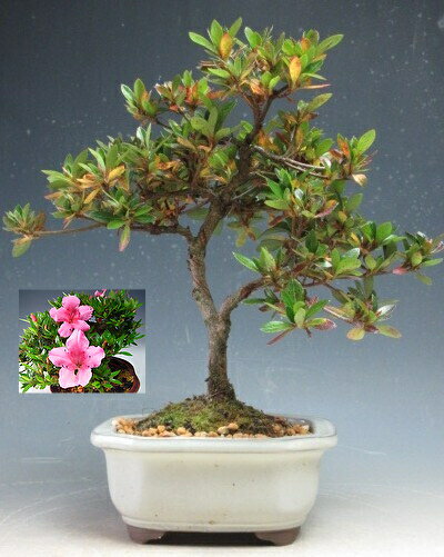 【写真撮影】2025/12/18 現在、花芽が付いております。（12/18現在） ＊商品の状態はお届けする時期により異なります。 あらかじめご了承ください。 ●サイズ 【写真撮影時】 約H20cm×W22cm×D15cm ＊鉢の大きさ（約H...