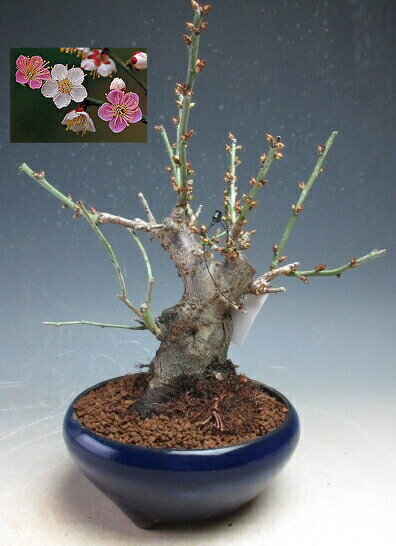 【写真撮影】2025/12/23 現在、花芽が付いております。（12/23現在） ＊咲き分けが出るか未定 ＊お届けする時期により商品の状態はことなります。 ●サイズ 【写真撮影時】 　約H18cm×W21cm×D18cm　 ＊鉢の高さ（約H...