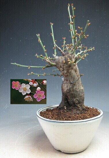 【写真撮影】2025/12/23 現在、花芽が付いております。（12/23現在） ＊咲き分けが出るか未定 ＊お届けする時期により商品の状態はことなります。 ●サイズ 【写真撮影時】 　約H23cm×W20cm×D18cm　 ＊鉢の高さ（約H...