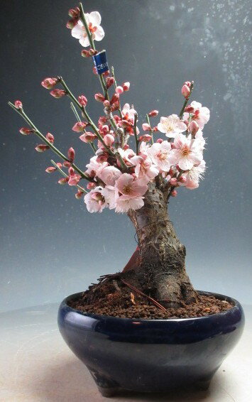 【写真撮影】2026/1/7 現在、開花始まってきました。（1/7現在） ＊お届けする時期により商品の状態はことなります。 あらかじめご了承ください。 ●サイズ 【写真撮影時】 　約H24cm×W16cm×D20cm　 ＊鉢の高さ（H7cm...