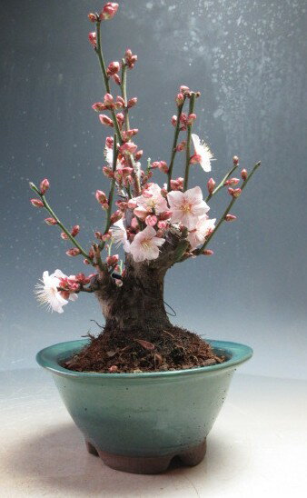 【写真撮影】2026/1/7 現在、開花始まってきました。（1/7現在） ＊お届けする時期により商品の状態はことなります。 あらかじめご了承ください。 ●サイズ 【写真撮影時】 　約H24cm×W16cm×D13cm ＊鉢の高さ（H7cm）...