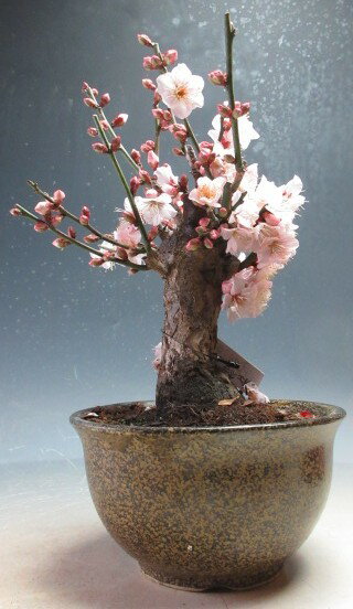 【写真撮影】2026/1/7 現在、開花始まってきました。（1/7現在） ＊お届けする時期により商品の状態はことなります。 あらかじめご了承ください。 ●サイズ 【写真撮影時】 　約H23cm×W14cm×D12cm　 ＊鉢の高さ（H8.5...