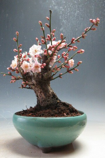 【写真撮影】2026/1/7 現在、開花始まってきました。（1/7現在） ＊お届けする時期により商品の状態はことなります。 あらかじめご了承ください。 ●サイズ 【写真撮影時】 　約H20cm×W121cm×D14cm　 ＊鉢の高さ（H7c...