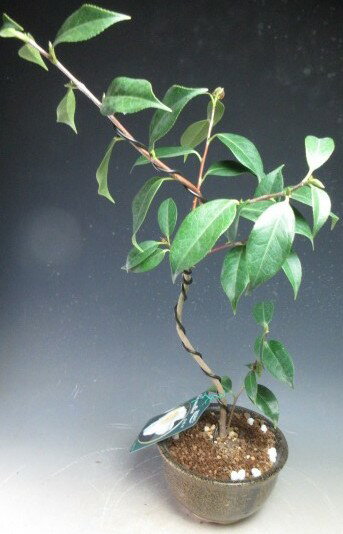 【写真撮影】2026/1/21 現在、開花が終わりました。（1/21現在） ＊お届けする時期により商品の状態は変わります。 あらかじめご了承下さい。 ●サイズ 【写真撮影時】 　約H44cm×W25cm×D18cm ＊鉢の大きさ（H8.5c...