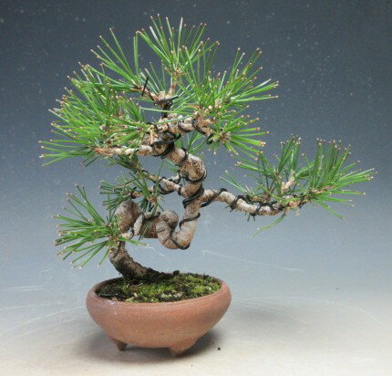 【写真撮影】　2026/1/27 ＊お届けする時期により商品の状態はことなります。 あらかじめご了承下さい。 ●サイズ 【写真撮影時】 約H26cm×W20cm×D16cm ＊鉢の大きさ(約H4cm）はこのサイズには含まれません。 ●幹の太...