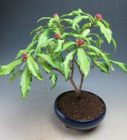 【写真撮影】2026/2/26 現在、開花終了しました。（4/3現在） ＊商品の状態はお届けする時期により異なります。あらかじめご了承ください。 ●サイズ 【開花時】 　約H25m×W25cm×D18cm ＊鉢の大きさ（H7cm）はこのサイ...