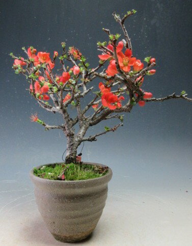 【写真撮影】2026/3/2＜BR> 現在、開花中です。(3/2現在） ＊お届けする時期により商品の状態は異なります。 あらかじめご了承下さい。 ●商品に含まれるもの 　四季咲き長寿梅（赤花） 　鉢（日本製） ●サイズ 【写真撮影時】 　約...