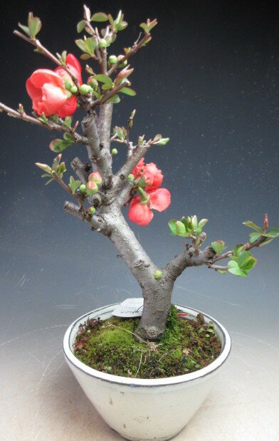 【写真撮影】2026/3/4 現在、開花終了し、葉が出てきました。（4/9現在） ＊この商品はお届けする時期により 　植物の状態が異なります。 ●サイズ 【写真撮影時】 　約H25cm×W19cm×D18cm ＊鉢の大きさ（H8cm）は含み...