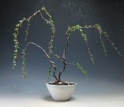 【写真撮影】　2026/3/6 現在、新芽が出てきました。（3/6現在） ＊お届けする時期により商品の状態は異なります。 あらかじめご了承ください。 ●サイズ 【写真掲載時】 　約H27cm×W44cm×D30cm ＊鉢のサイズ（H7.5c...