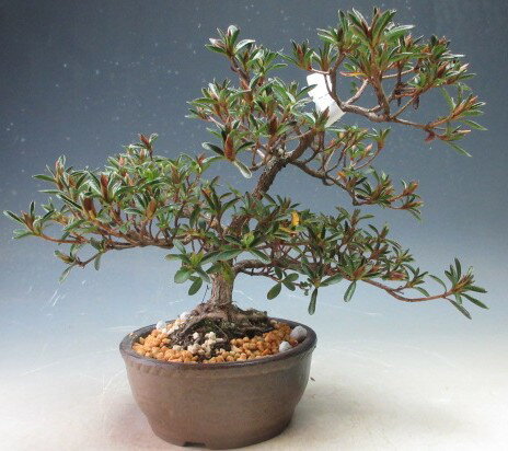 【写真撮影】2026/3/11 現在、花芽が付いております。（3/11現在） ＊お届けする時期により商品の状態は変わります。 あらかじめご了承下さい。 ●サイズ 【写真撮影時】 　約H22cm×W25cm×D21cm ＊鉢の大きさ（H5.5...