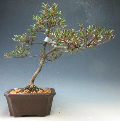 【写真撮影】2026/3/11 現在、花芽が付いております。（3/11現在） ＊お届けする時期により商品の状態は変わります。 あらかじめご了承下さい。 ●サイズ 【写真撮影時】 　約H17cm×W29cm×D27cm ＊鉢の大きさ（H6.5...