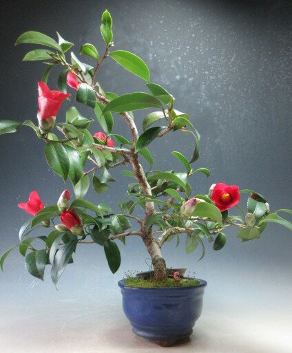 【写真撮影】2026/3/25 現在、開花終了。新芽が出てきました。（4/10現在） ＊お届けする時期により植物の状態は異なります。 あらかじめご了承下さい。 ●商品に含まれるもの 　ヤブ椿（出雲大社） 　鉢　陶器　中国製 ●サイズ 【写真...