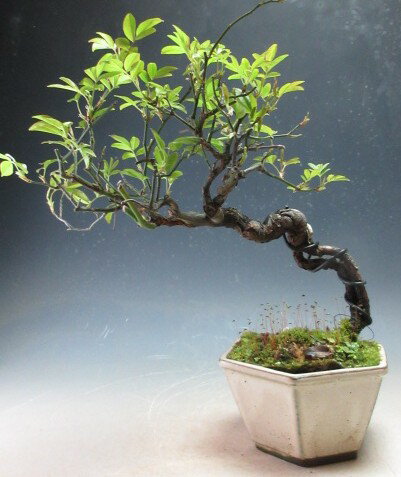 【写真撮影】2026/3/25 現在、花芽が確認出来ております。（3/25現在） ＊お届けする時期により商品の状態は異なります。 あらかじめご了承ください。 ●サイズ 【写真撮影時】 　約H26cm×W27cm×D15cm ＊鉢の大きさはこ...