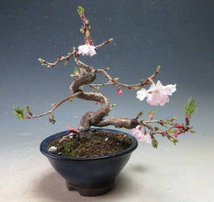 【写真撮影】2026/3/25 現在、葉桜です。(4/24) ＊お届けする時期により商品の状態は異なります。 あらかじめご了承下さい。 ●サイズ 【落葉時】 　約H16cm×W17cm×D15cm ＊鉢の深さ（H6cm）はこのサイズには含ま...