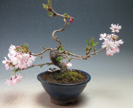 【写真撮影】2026/3/26 現在、春の開花中です。（3/26現在） お届けの時期により商品の状態は異なります。 あらかじめご了承下さい。 ●サイズ 【写真撮影時】 　約H16cm×W24cm×D15cm ＊鉢の深さ（H6cm）はこのサイ...