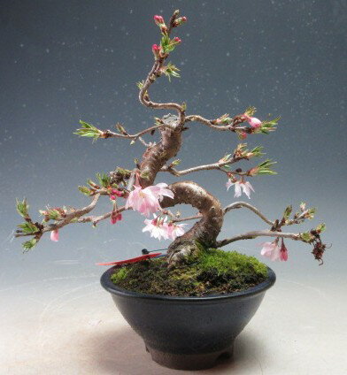 【写真撮影】2026/3/27 現在、春の開花中。（3/27現在） ＊お届けする時期により商品の状態は異なります。 あらかじめご了承下さい。 ●サイズ 【写真撮影時】 　約H18cm×W22cm×D18cm ＊鉢の深さ（H6cm）はこのサイ...