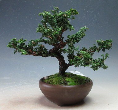 挿木8年生 【写真撮影】2026/4/2 ＊お届けする時期により商品の状態は掲載と異なる場合がございます。 ＊現在気温が低いため葉が茶褐色が強く出ておりますが春になれば鮮やかな緑が復活してまいります。 ●商品に含まれるもの 　石化ヒノキ 　...