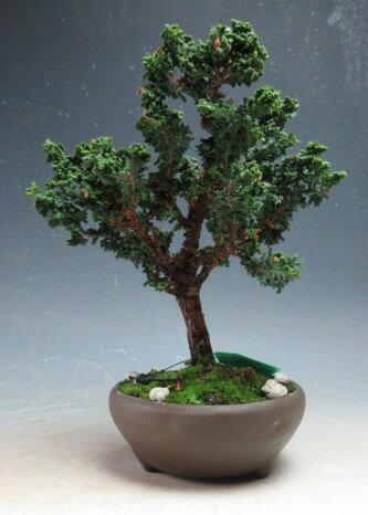 挿木7年生 【写真撮影】2026/4/3 ＊お届けする時期により商品の状態は掲載と異なる場合がございます。 ＊現在気温が低いため葉が茶褐色が強く出ておりますが春になれば鮮やかな緑が復活してまいります。 ●商品に含まれるもの 　石化ヒノキ 　...