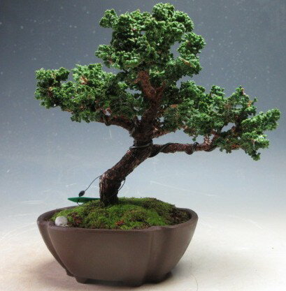 挿木7年生 【写真撮影】2026/4/3 ＊お届けする時期により商品の状態は掲載と異なる場合がございます。 ●商品に含まれるもの 　石化ヒノキ 　鉢（日本製） ●サイズ 【写真撮影時】 　約H15cm×W19cm×D16cm ＊鉢の大きさ（...