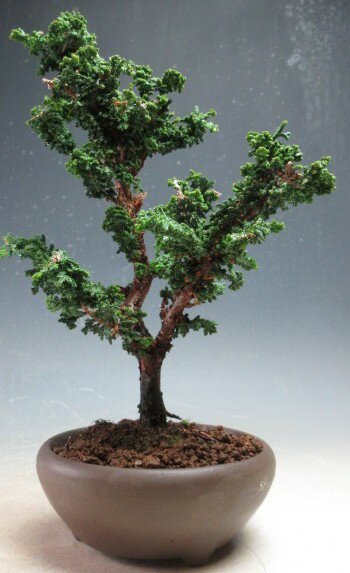 挿木6年生 【写真撮影】2026/4/3 ＊お届けする時期により商品の状態は掲載と異なる場合がございます。 ●商品に含まれるもの 　石化ヒノキ 　鉢（日本製） ●サイズ 【写真撮影時】 　約H21cm×W14cm×D12cm ＊鉢の大きさ（...