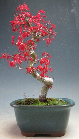 【写真撮影】2026/4/4 現在、新芽が出そろいました。（4/4現在） ＊お届けする時期により商品の状態は異なります。 あらかじめご了承ください。 ●サイズ 【写真撮影時】 　約H20cm×W11cm×D15cm ＊鉢の大きさ(H5.5c...