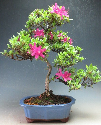 【写真撮影】2026/4/6 現在、開花中です。（4/6） ＊商品の状態はお届けする時期により異なります。 あらかじめご了承ください。 ●サイズ 【写真撮影時】 約H32cm×W33cm×D25cm ＊鉢の大きさ（約H6cm）はこのサイズに...