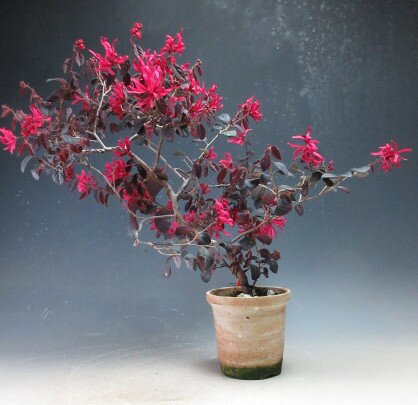 【写真撮影】2026/4/7 現在、春の開花中です。（4/7現在） ＊お届けする時期により商品の状態は異なります。 あらかじめご了承下さい。 ●商品に含まれるもの 　紅花トキワマンサク（黒美人） 　鉢（日本製） ●サイズ 【写真撮影時】 　...