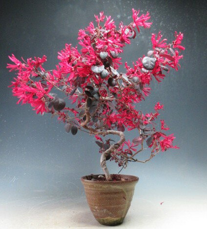 挿木　6年生 【写真撮影】2026/4/7 現在、春の開花中です。（4/7現在） ＊お届けする時期により商品の状態は異なります。 あらかじめご了承下さい。 ●商品に含まれるもの 　紅花トキワマンサク（黒美人） 　鉢（日本製） ●サイズ 【写...