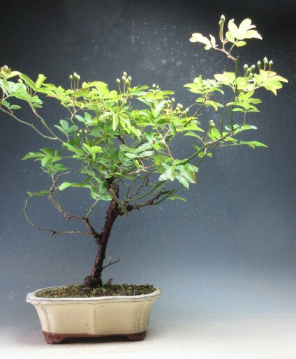 【写真撮影】2026/4/10 現在、開花終了。葉が茂っております（4/27現在） ●サイズ 【写真撮影時】 　約H32cm×D35cm×W26cm ＊鉢の大きさはこのサイズ（H6cm）には含まれません。 ●鉢（中国製） ＊育て方を書いた用...