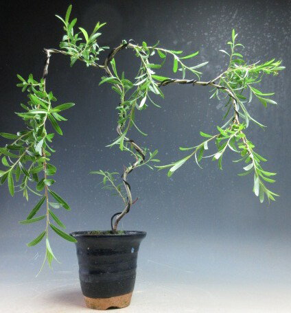 【写真撮影】　2026/4/14 現在、葉が茂っております。（4/14現在） こちらの商品は落葉が遅れております。 ＊お届けする時期により商品の状態は異なります。 あらかじめご了承ください。 ●サイズ 【写真撮影時】 　約H25cm×W30...