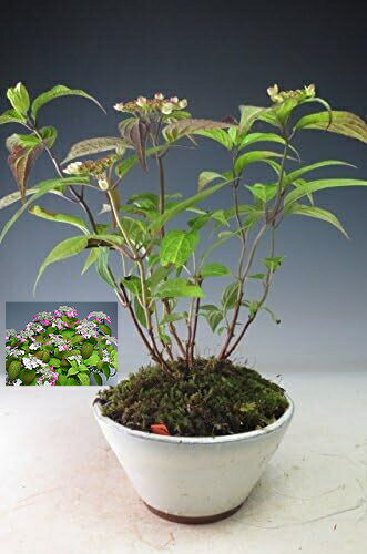 【写真撮影】2026/4/25 現在、花芽が付いております。（5/6） ＊お届けする時期により商品の状態は ことなります。あらかじめご了承下さい。 ●商品に含まれる物 　山アジサイ（紅） 　鉢（陶器　中国製） ●サイズ 【開花時】 　約H2...
